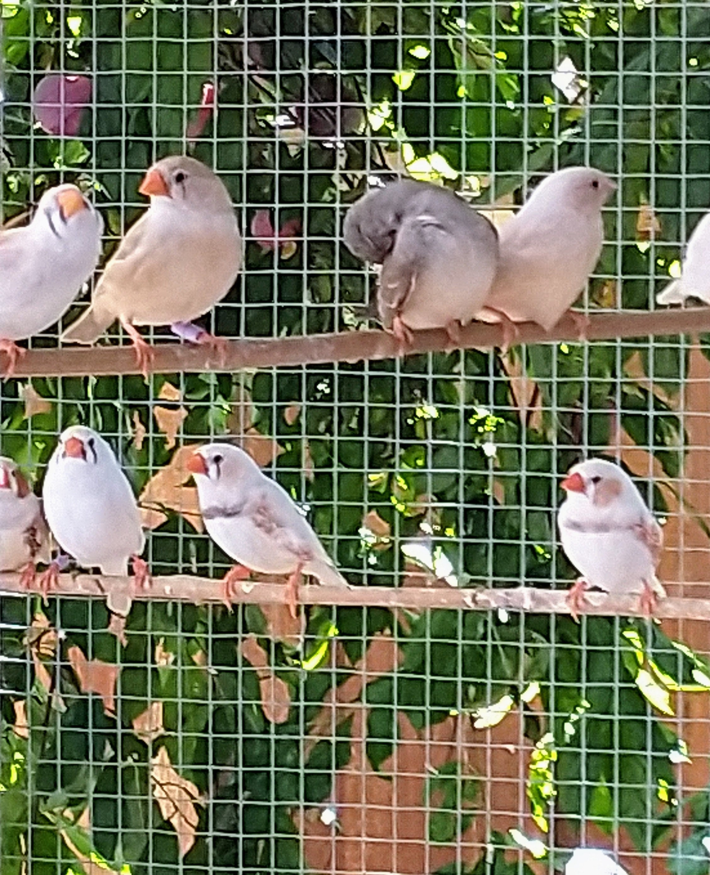 Silver Zebra Finch